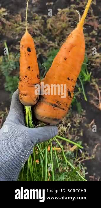 Hand picked bouquet Stock Videos & Footage - HD and 4K Video Clips - Alamy