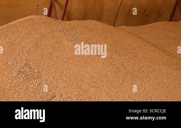 Large pile of harvested golden wheat in a granary. Storage of grain ...