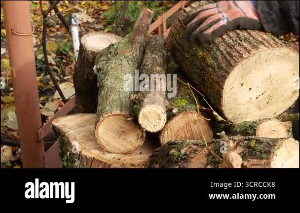 Mens hands fold sawn wooden logs. Large and small firewood stacked ...