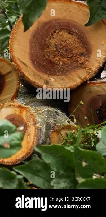 Logs of freshly cut trees with visible growth rings on the cut, green ...
