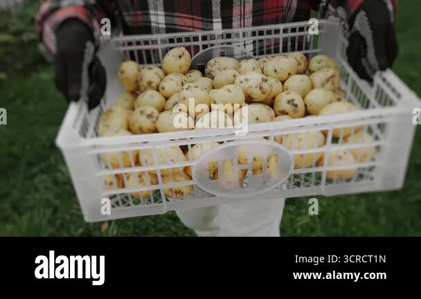 Female farmer carries a box with potato harvest. Growing potatoes ...