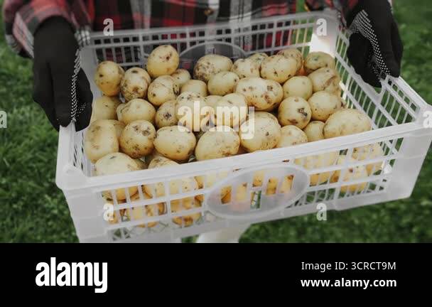 Female farmer holding a box with potato harvest. Growing potatoes ...