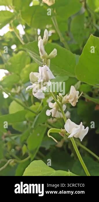 Close-up of Hyacinth Bean vine with green leaves and purple blossoms ...