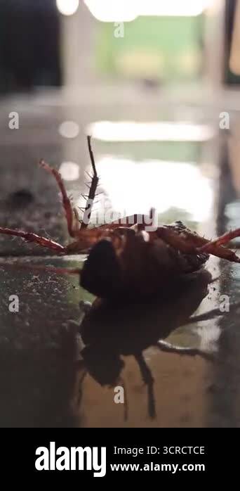 A cockroach on the floor, showing its detailed body structure, long ...