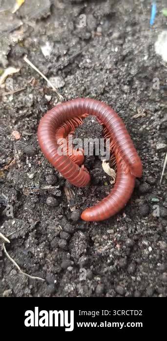 Two millipedes mating in natural habitat, showing detailed close-up of ...