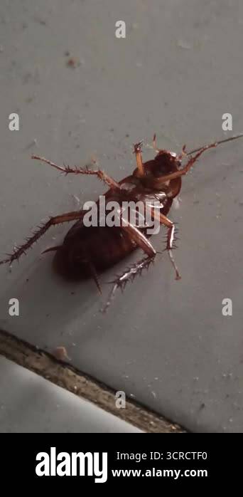 A cockroach on the floor, showing its detailed body structure, long ...