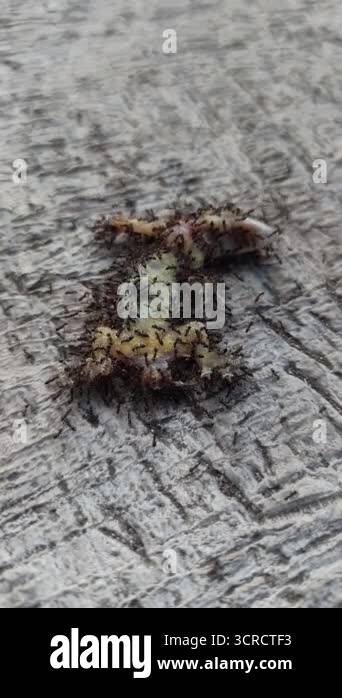 A group of black ants swarming over a dead lizard, illustrating the ...