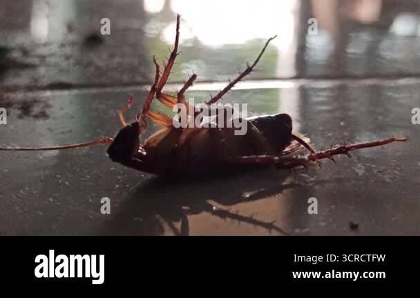 A cockroach on the floor, showing its detailed body structure, long ...