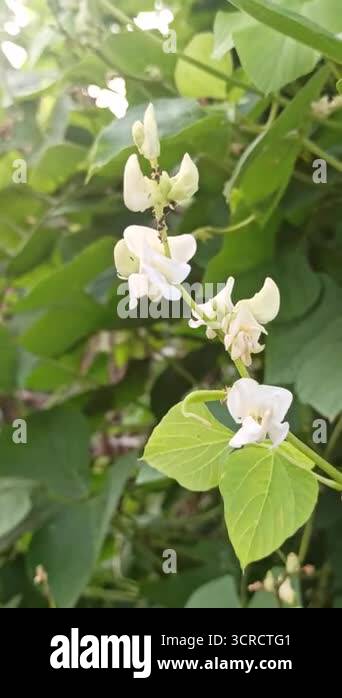 Close-up of Hyacinth Bean vine with green leaves and purple blossoms ...