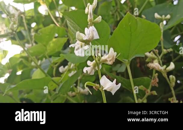 Close-up of Hyacinth Bean vine with green leaves and purple blossoms ...