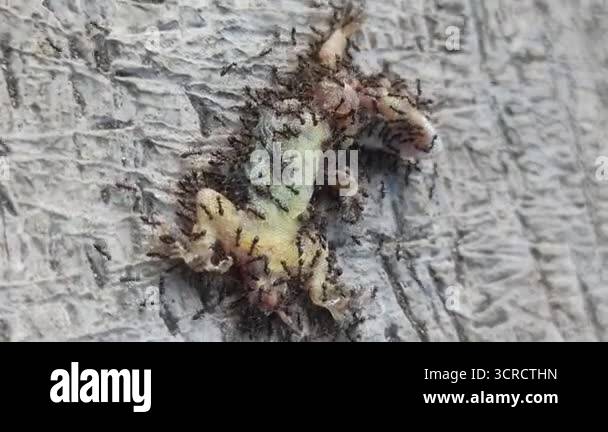 A group of black ants swarming over a dead lizard, illustrating the ...