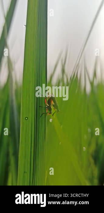 Close-up of small ants mating on rice plant, showing unique insect ...