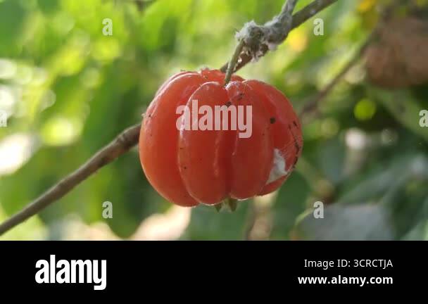 Close-up of Surinam Cherry fruit with bright red ribbed skin, hanging ...