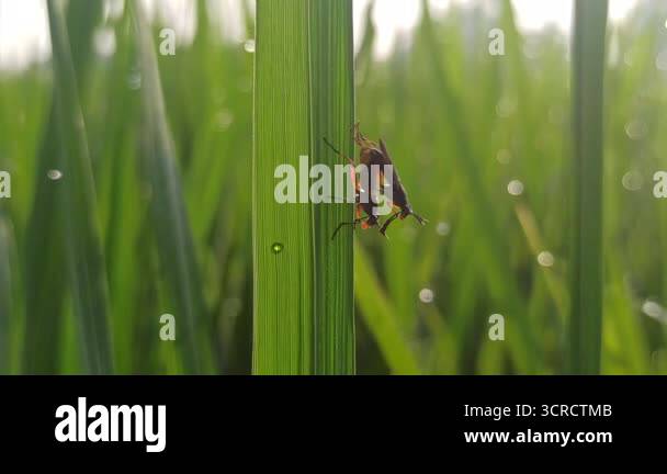 Close-up of small ants mating on rice plant, showing unique insect ...