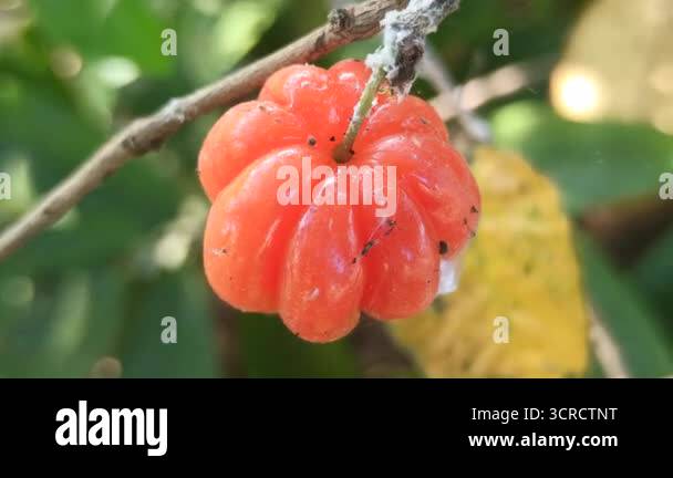 Close-up of Surinam Cherry fruit with bright red ribbed skin, hanging ...