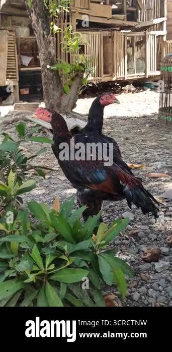Free-range village chicken roaming outdoors, showing natural behavior ...