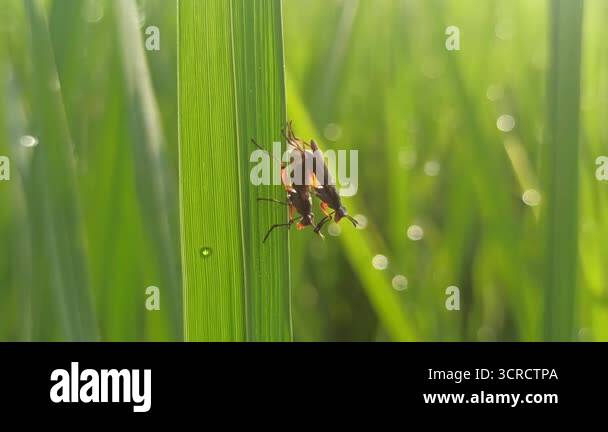Close-up of small ants mating on rice plant, showing unique insect ...