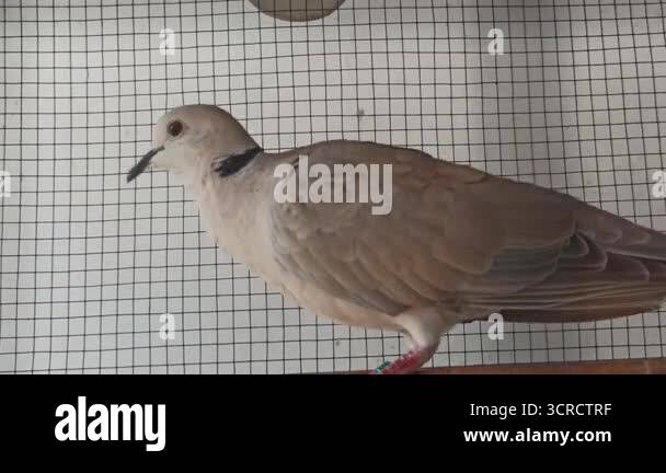 Close-up of a spotted dove (burung puter) perched calmly, symbolizing ...