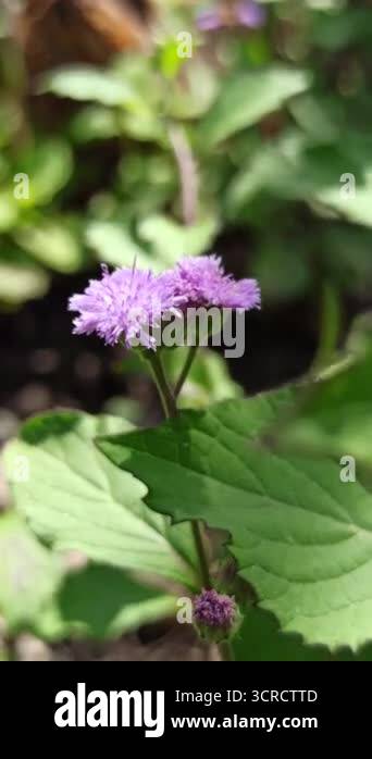 Ageratum flower with soft fluffy blooms in shades of blue and purple ...