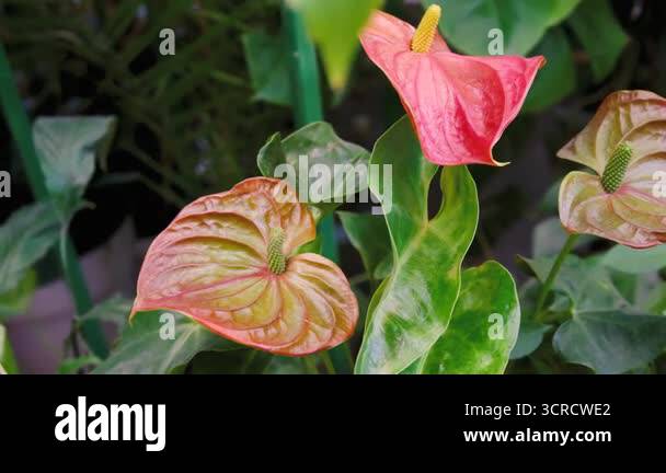Flamingo lily flowers close up with vibrant pink and orange petals and ...