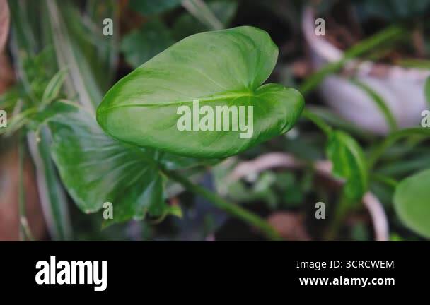 Green arrowhead leaves Stock Videos & Footage - HD and 4K Video Clips ...
