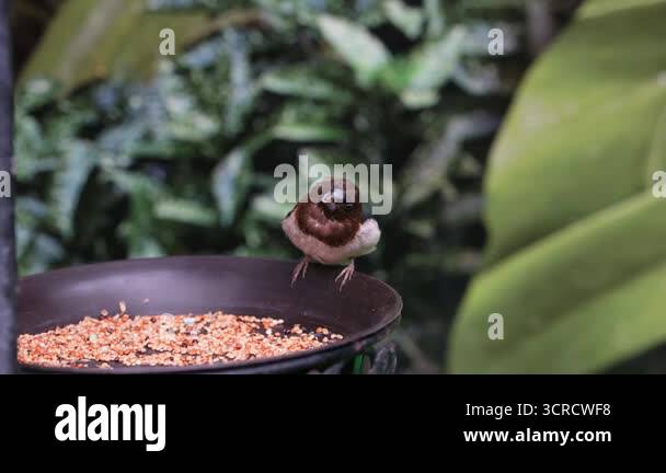 Small bird eating seeds from a feeder in lush green foliage background ...