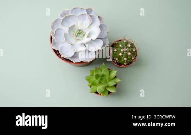Three potted succulents and cactus plants arranged on a pale green ...