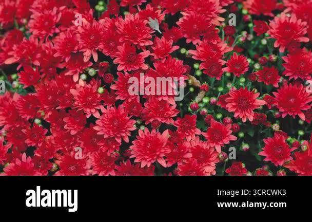 Red mums chrysanthemum flowers Stock Videos & Footage - HD and 4K Video ...