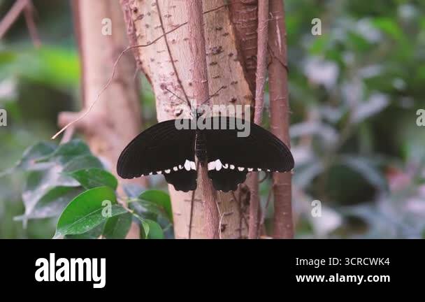 Black butterfly, Papilio castor, resting on a tree trunk in a green ...