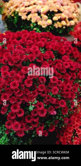 Red and yellow mums Stock Videos & Footage - HD and 4K Video Clips - Alamy
