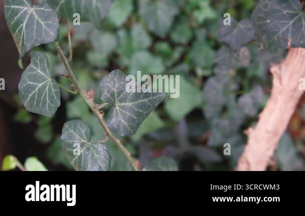 Close up of English ivy plant climbing branches with green leaves ...