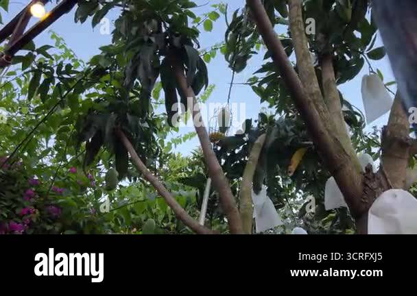 pick a mango from a tree picking.Pick mangoes by cutting the stem of ...