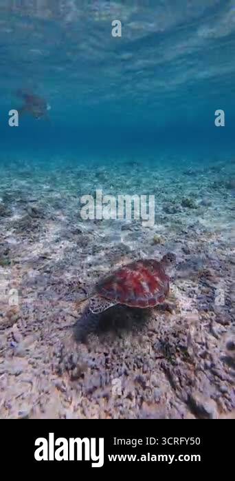Slow motion Vertical video hawksbill sea turtle swimming in the ocean ...