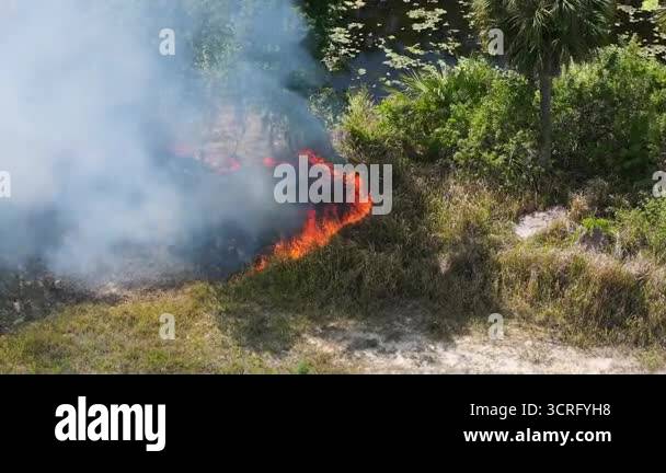 Scorching flames devour Florida forest vegetation during drought season ...