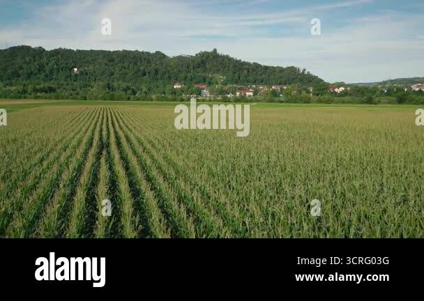 Flight over riped corn field in South Germany. Aerial drone view of ...