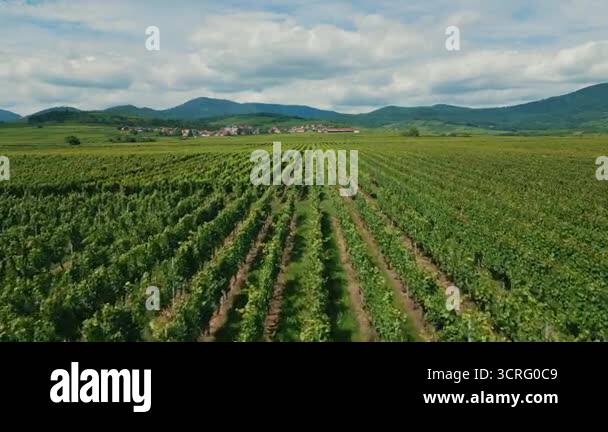 Vineyard at summer time in Alsace region on France, aerial view. Flying ...