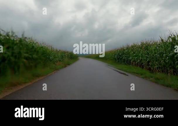 Riding through corn fields at rainy day. Moving at countryside road ...