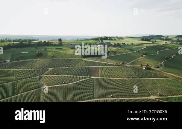 Aerial drone view of green grape trees growing in rows on hills ...