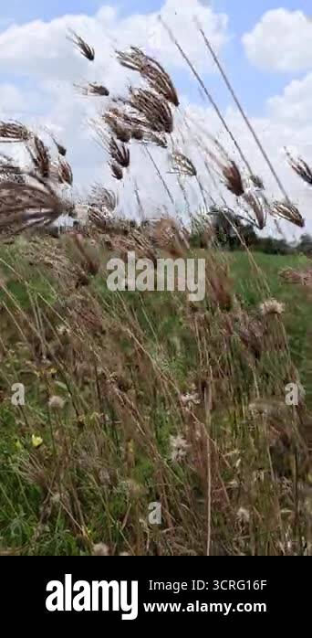 Windmill grass swaying gracefully in the breeze, showcasing delicate ...