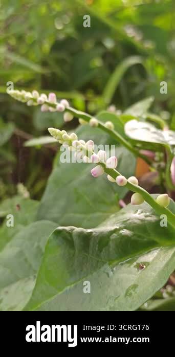 Delicate Basella alba flowers blooming on a climbing vine, showing ...