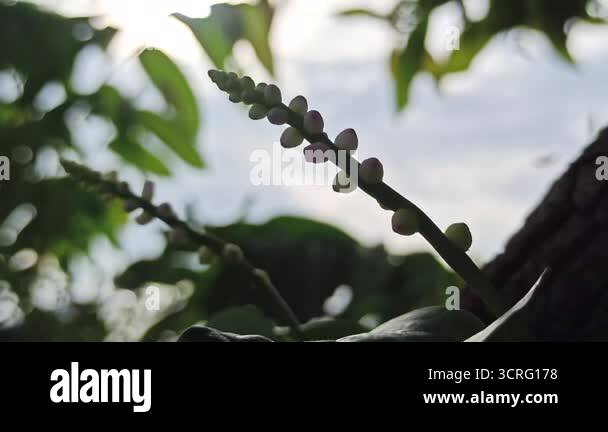 Delicate Basella alba flowers blooming on a climbing vine, showing ...