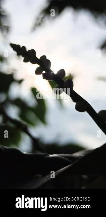 Delicate Basella alba flowers blooming on a climbing vine, showing ...