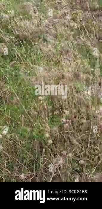 Windmill grass swaying gracefully in the breeze, showcasing delicate ...