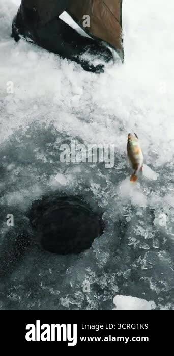 Man caught fish in ice hole, close up shot. Little perch fish on snow ...