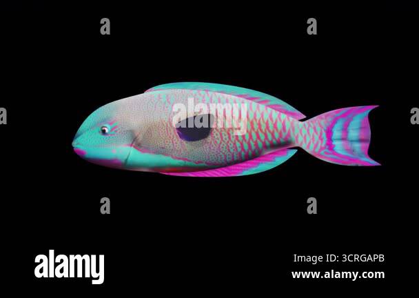 Blue Barred Fish View from Side Stock Video Footage - Alamy