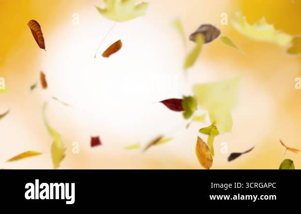Realistic 3D animation of falling autumn leaves. Various leaf types ...