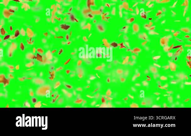Loopable falling leaves footage on a green screen. Ideal for autumn ...