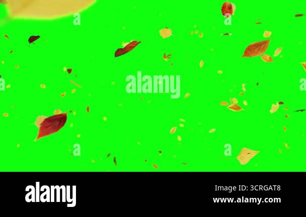 Colorful autumn leaves falling away from the camera on a green screen background. Perfect for ...