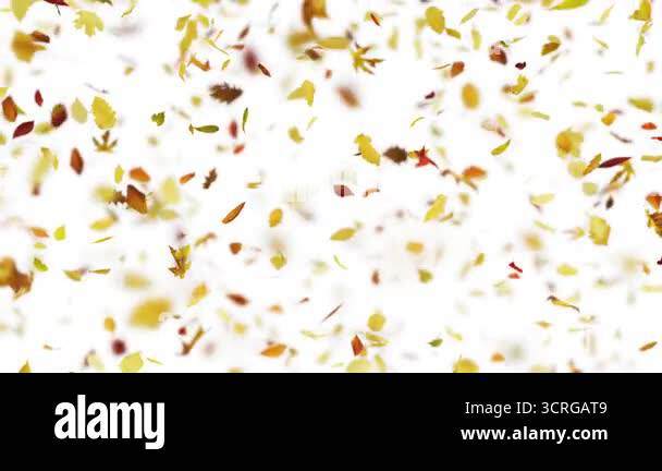 Realistic 3D animation of falling autumn leaves. Various leaf types ...