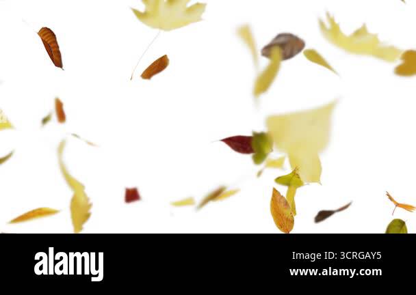 Seamless loop of colorful autumn leaves falling over a white background ...